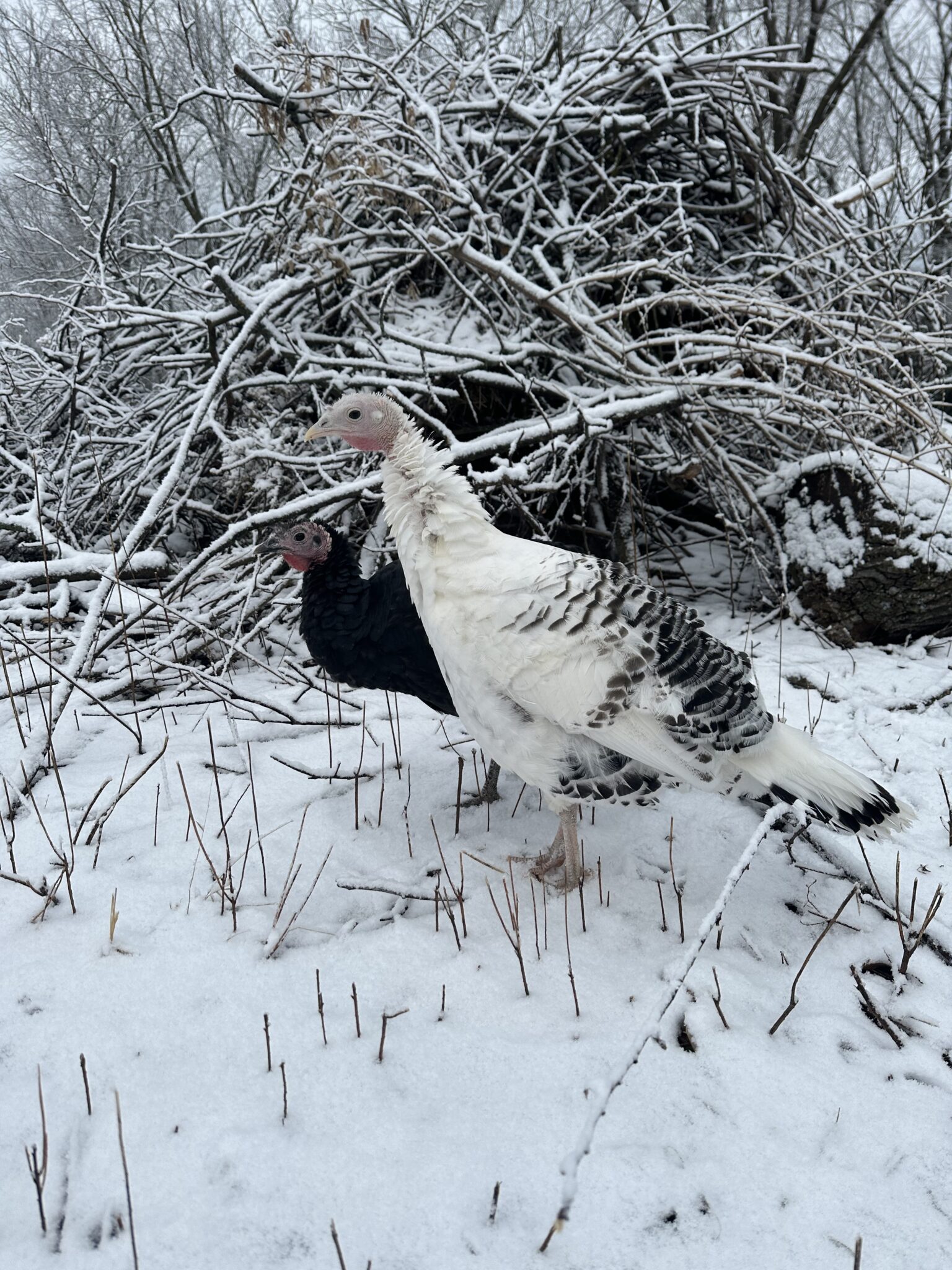 Surplus Rare Turkey Special | Cackle Hatchery®