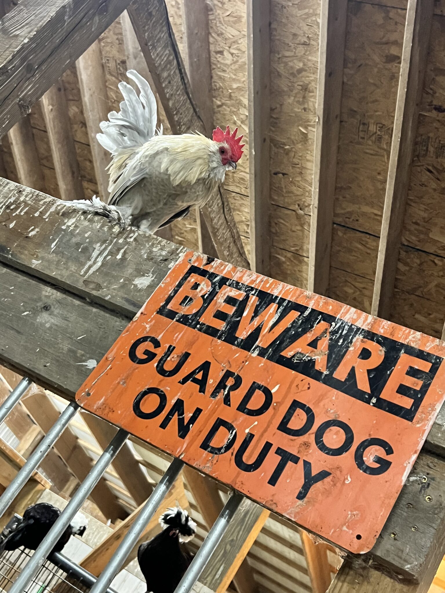 Porcelain D'uccle Bantam - Chicks for Sale | Cackle Hatchery®