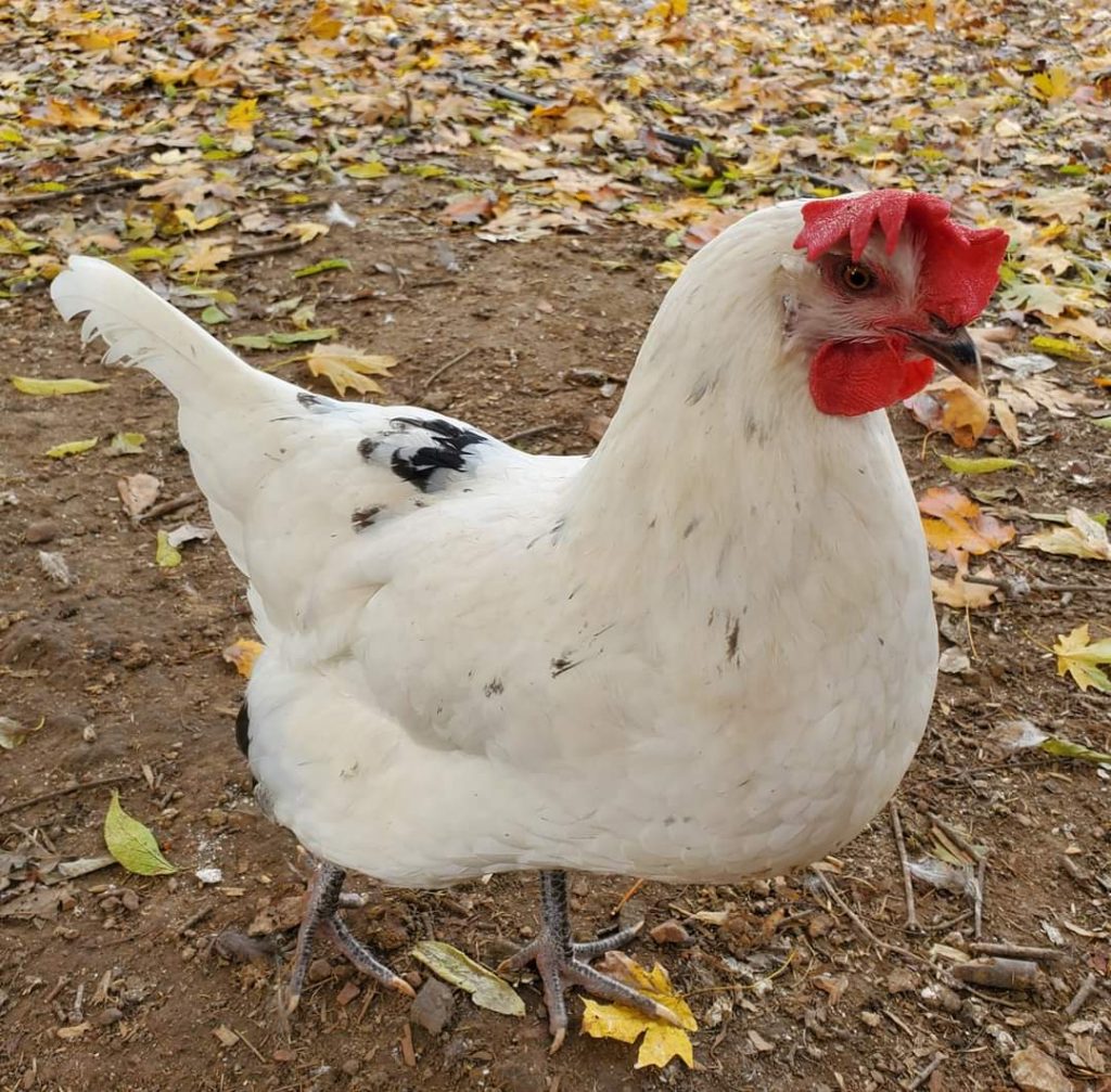 Austra White - White Egg Laying Chickens for Sale | Cackle Hatchery®