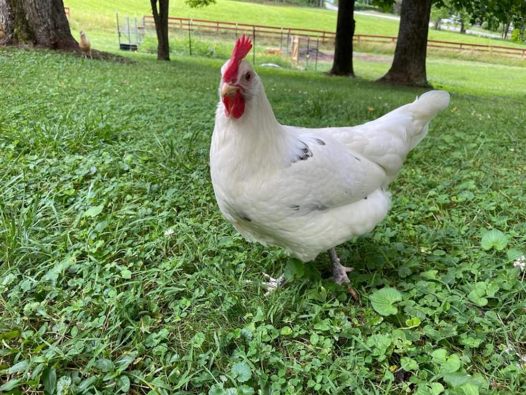 Austra White - White Egg Laying | Cackle Hatchery®