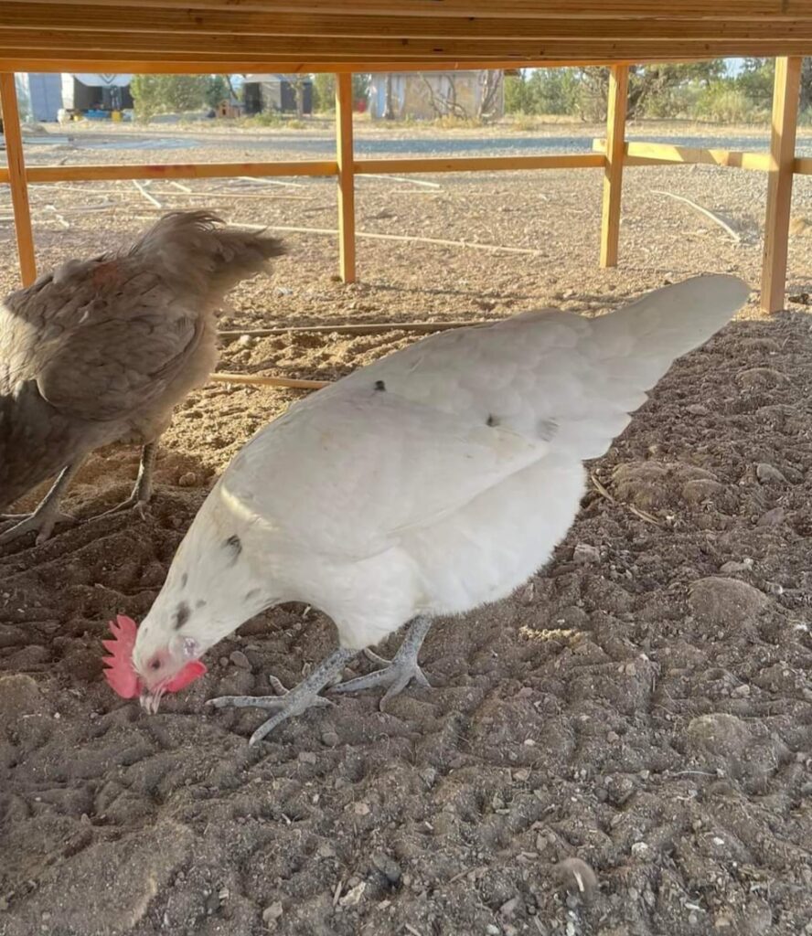 Austra White - White Egg Laying | Cackle Hatchery®