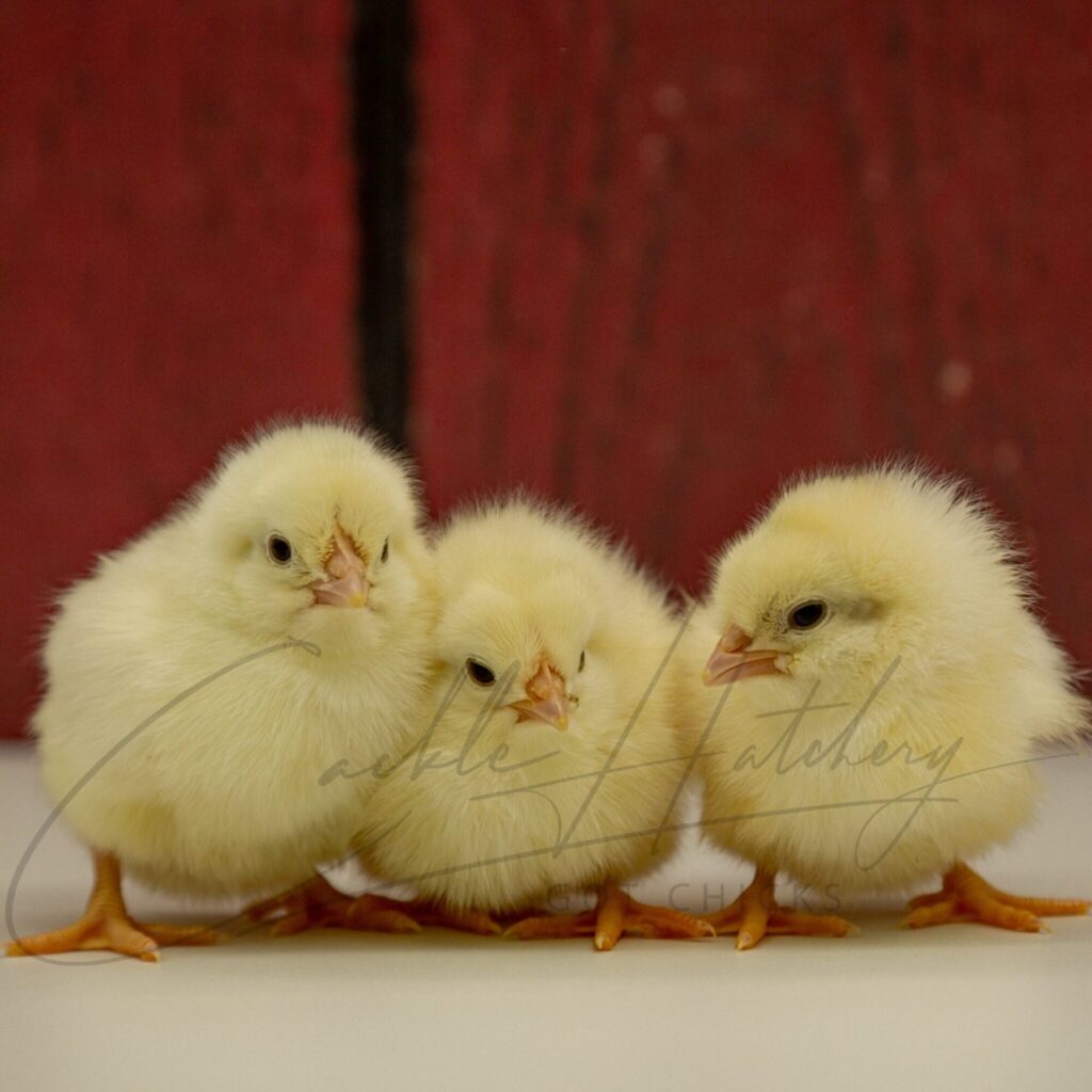 Austra White - White Egg Laying | Cackle Hatchery®