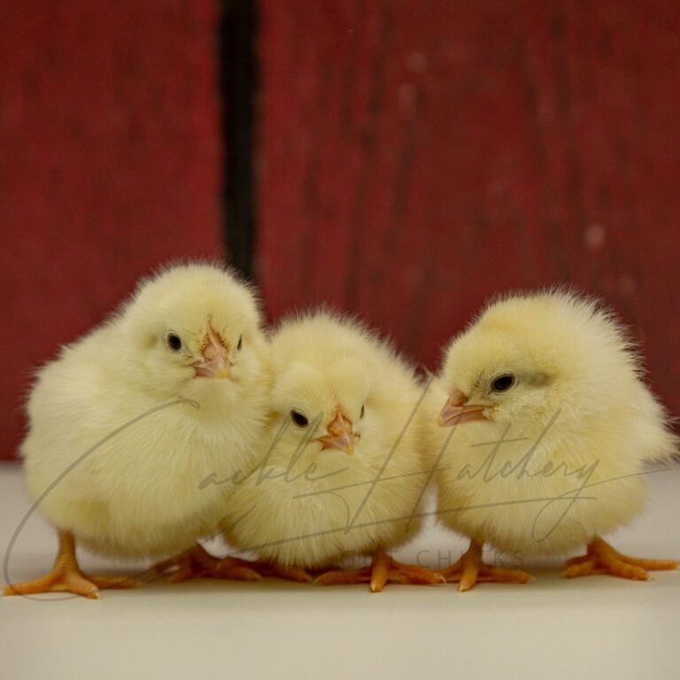 Austra White - White Egg Laying Chickens for Sale | Cackle Hatchery®