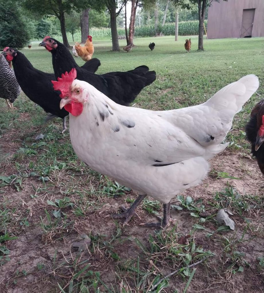 Austra White - White Egg Laying | Cackle Hatchery®