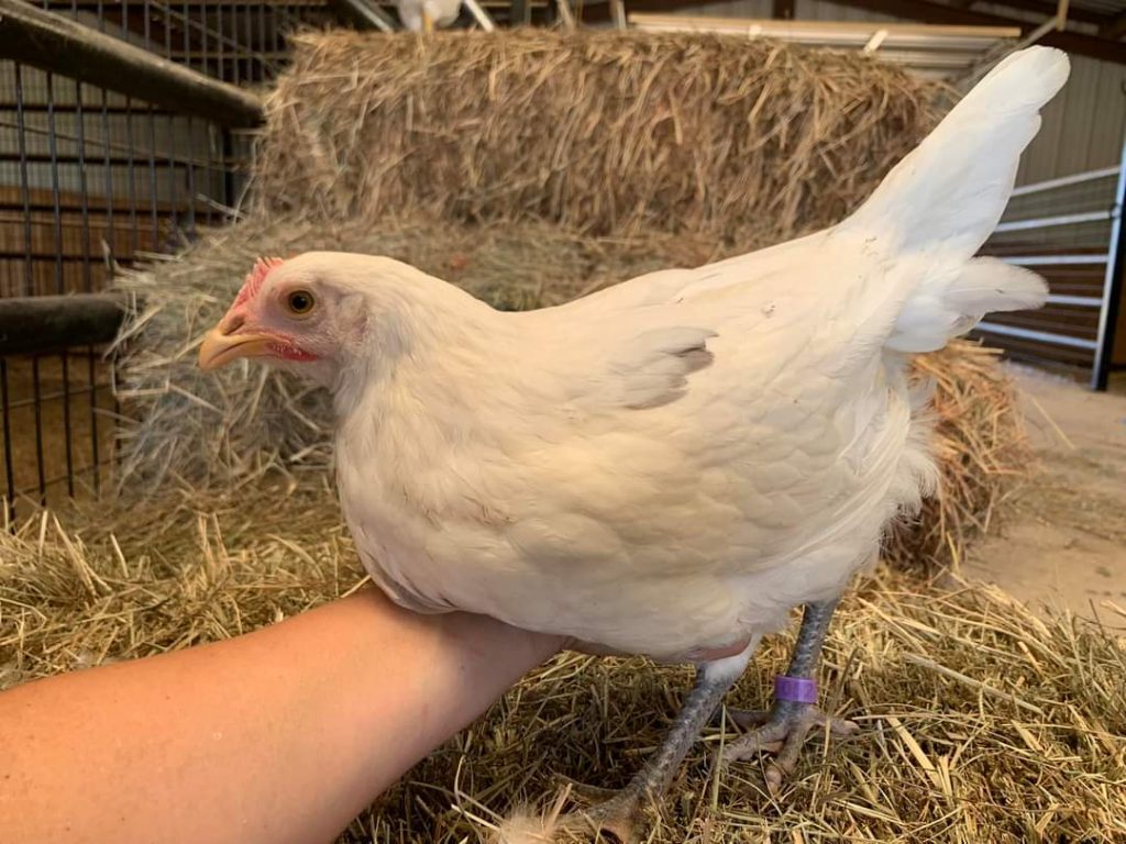 Austra White - White Egg Laying | Cackle Hatchery®