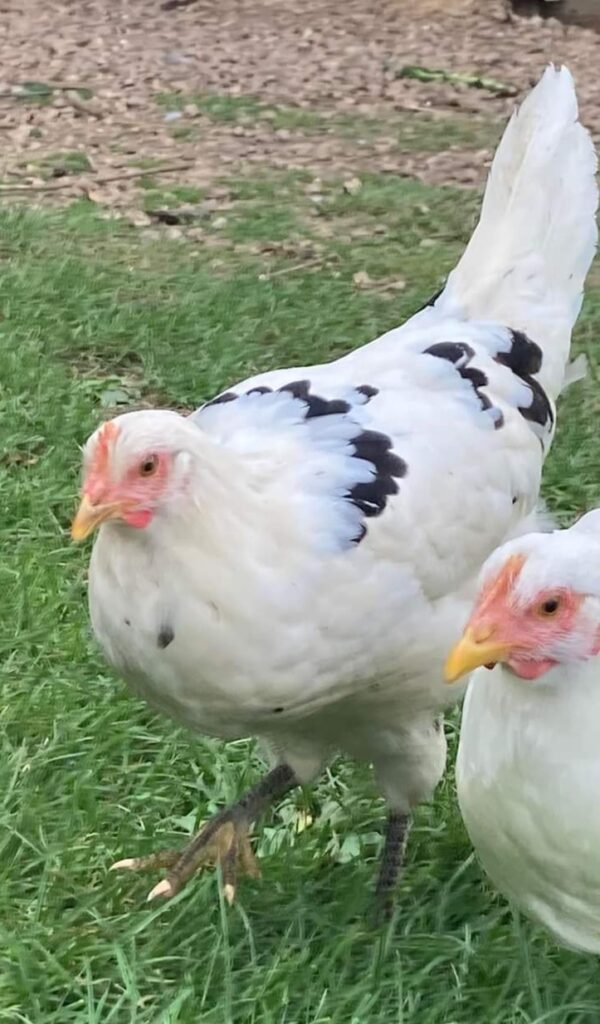 Austra White - White Egg Laying | Cackle Hatchery®