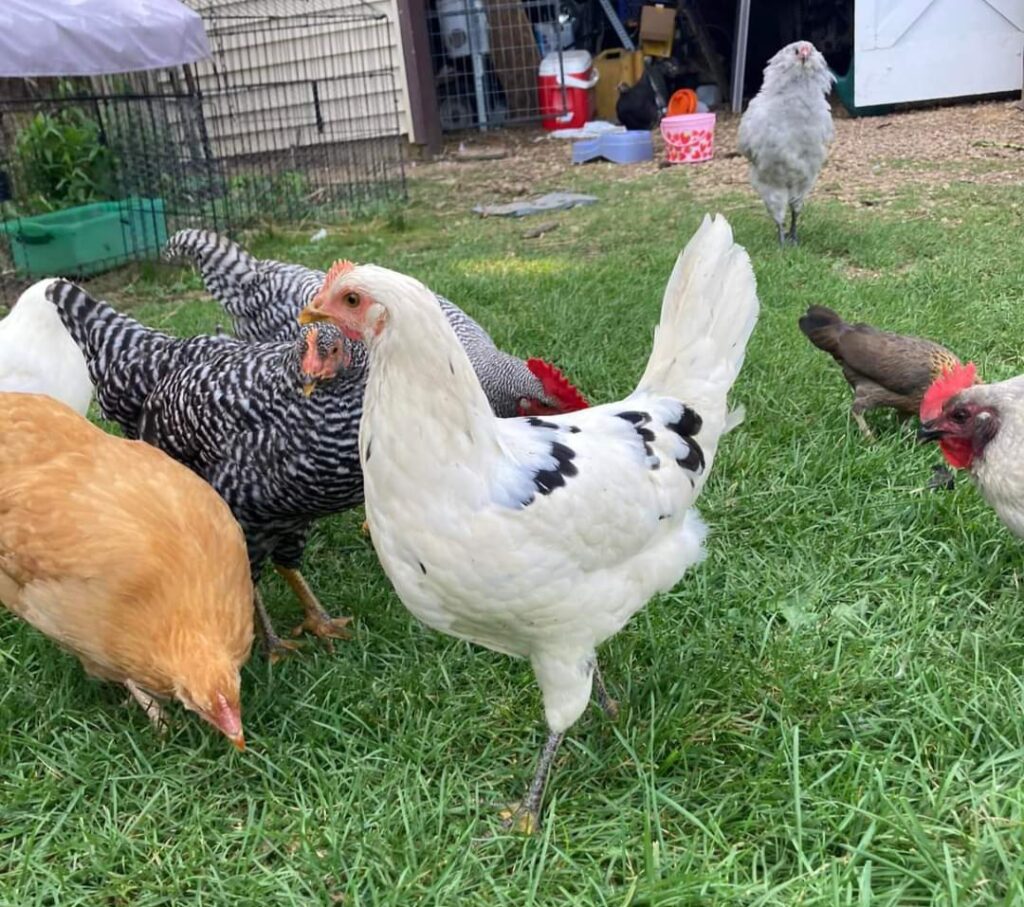 Austra White - White Egg Laying | Cackle Hatchery®