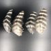 Barred Rock Bantam Chicks | Mini Barred Plymouth Rocks
