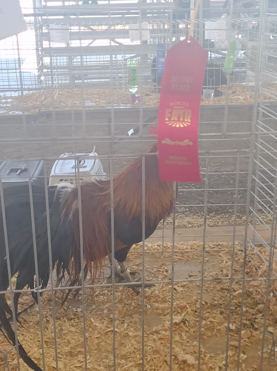 Black Breasted Red Phoenix Chicks for Sale | Cackle Hatchery®