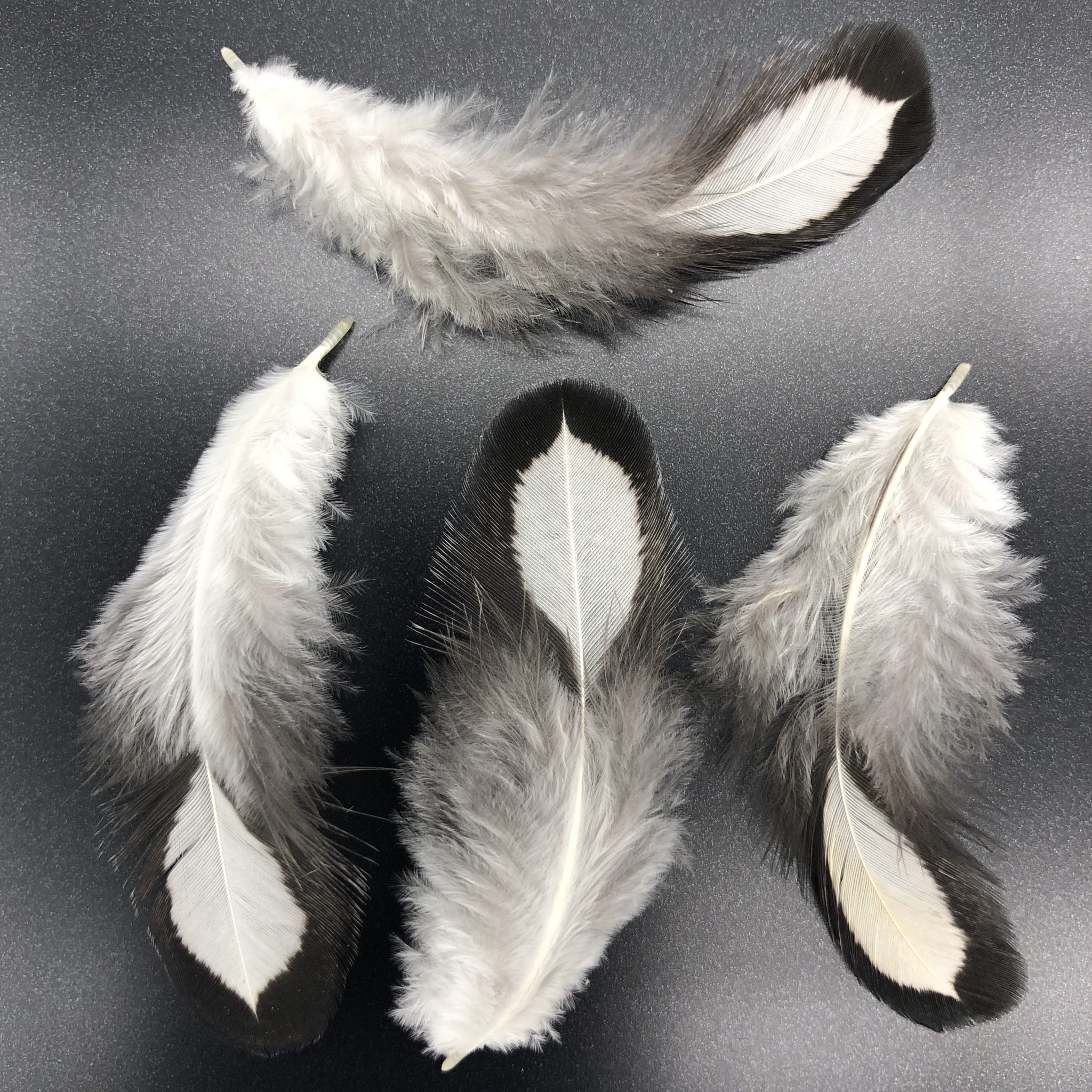 Black Laced Silver Wyandotte Chicken for Sale | Cackle Hatchery®