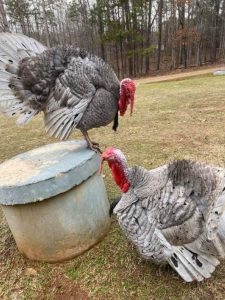 Blue Slate Turkey - Turkey Poults for Sale | Cackle Hatchery®