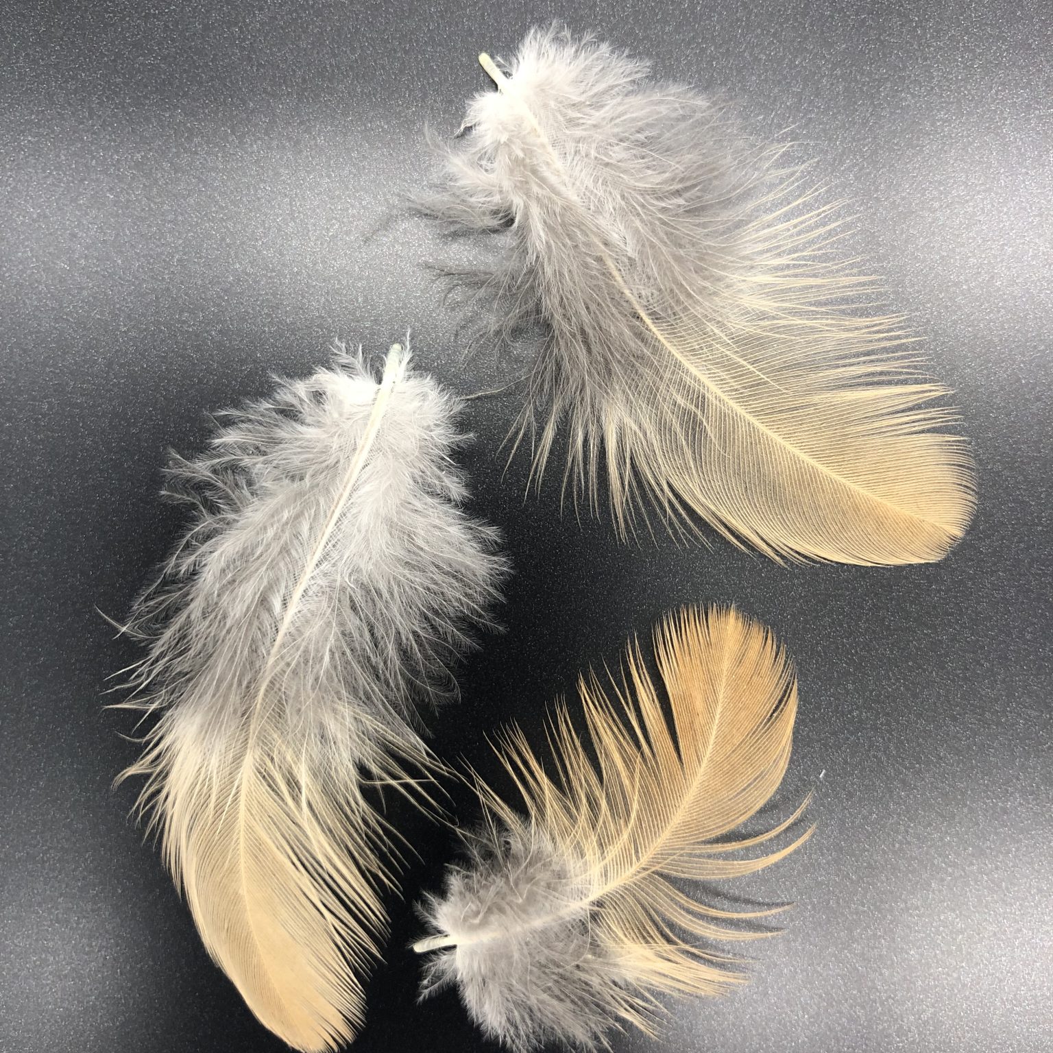 Buff Brahma Chicks - Brown Egg Laying | Cackle Hatchery®