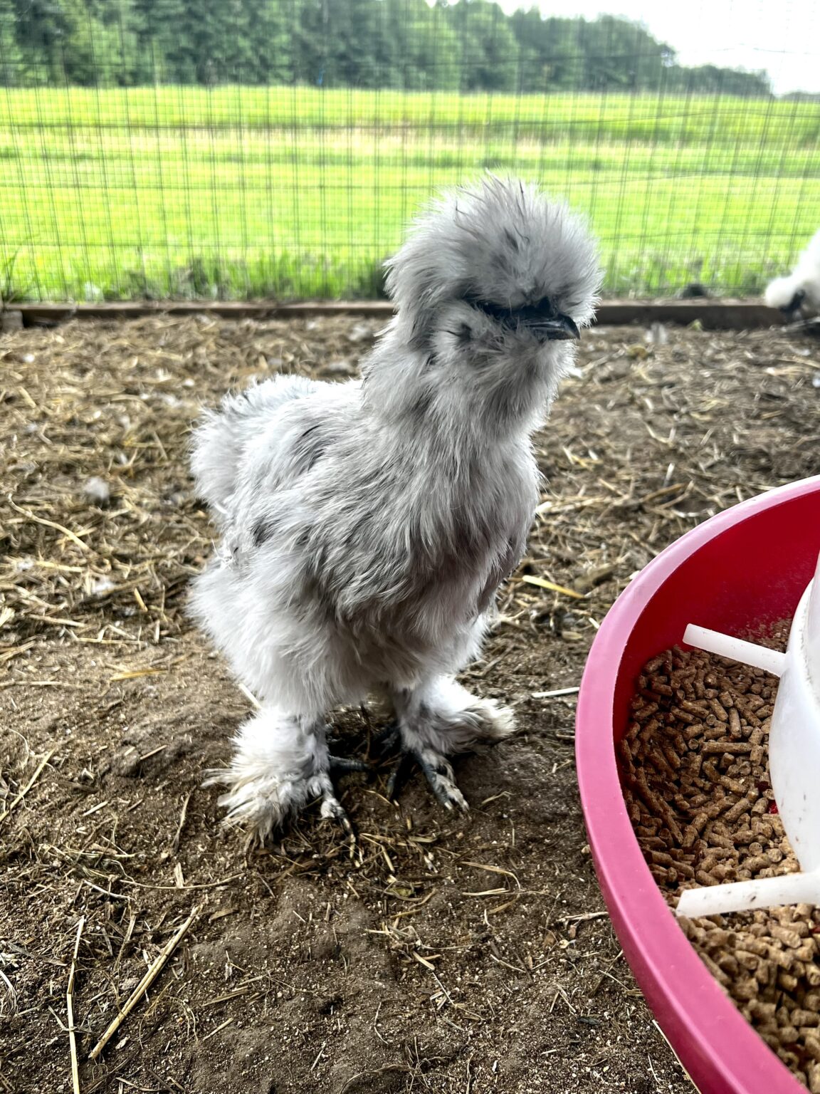 Splash Bearded Silkie Bantam Chicks | Pet Bantams