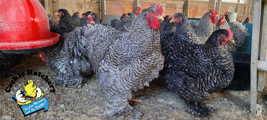 Barred Cochin - Standard Cochin Baby Chicks | Cackle Hatchery®