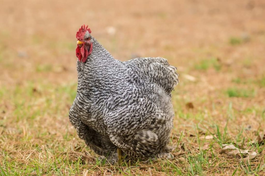 Barred Cochin - Standard Cochin Baby Chicks | Cackle Hatchery®