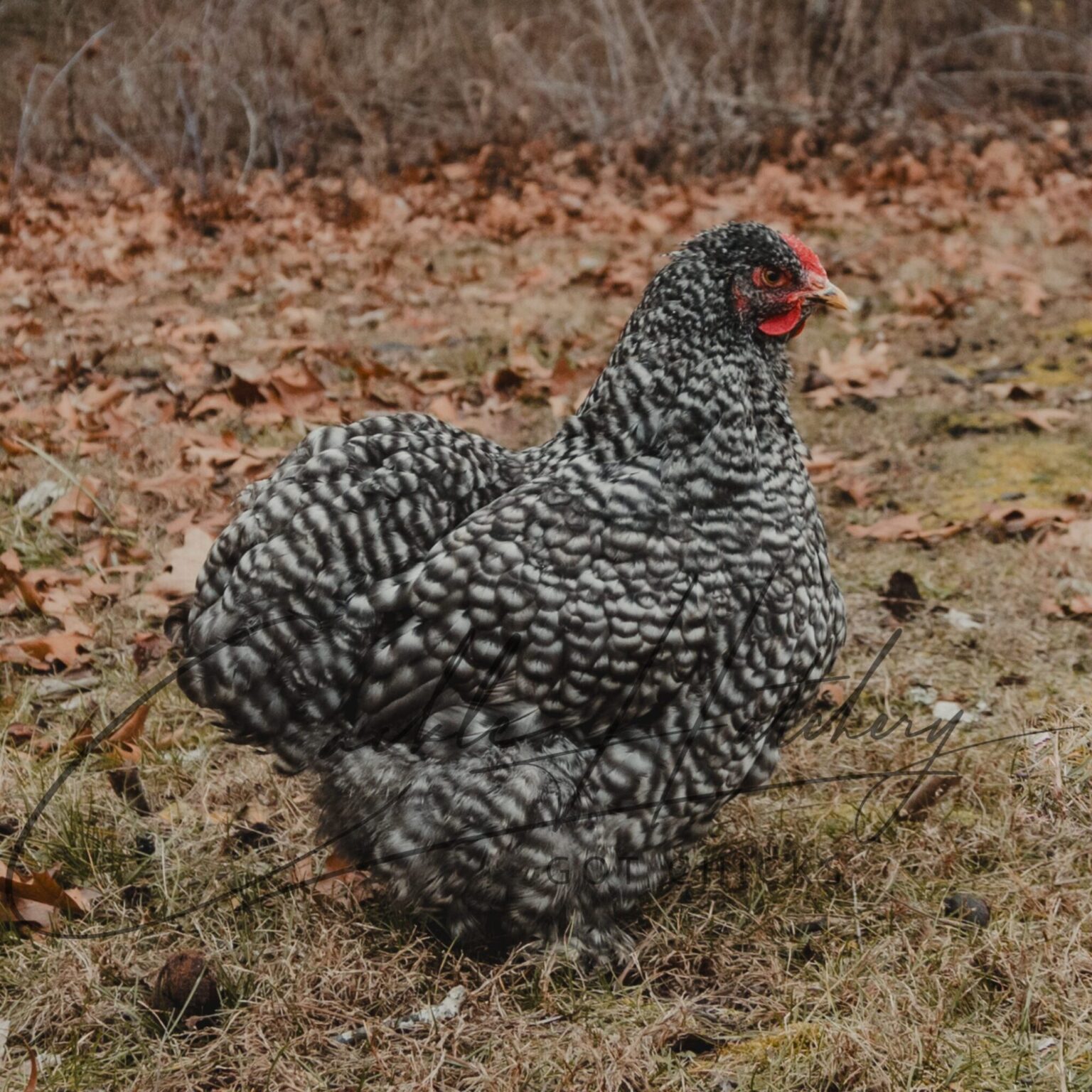 Barred Cochin - Standard Cochin Baby Chicks | Cackle Hatchery®