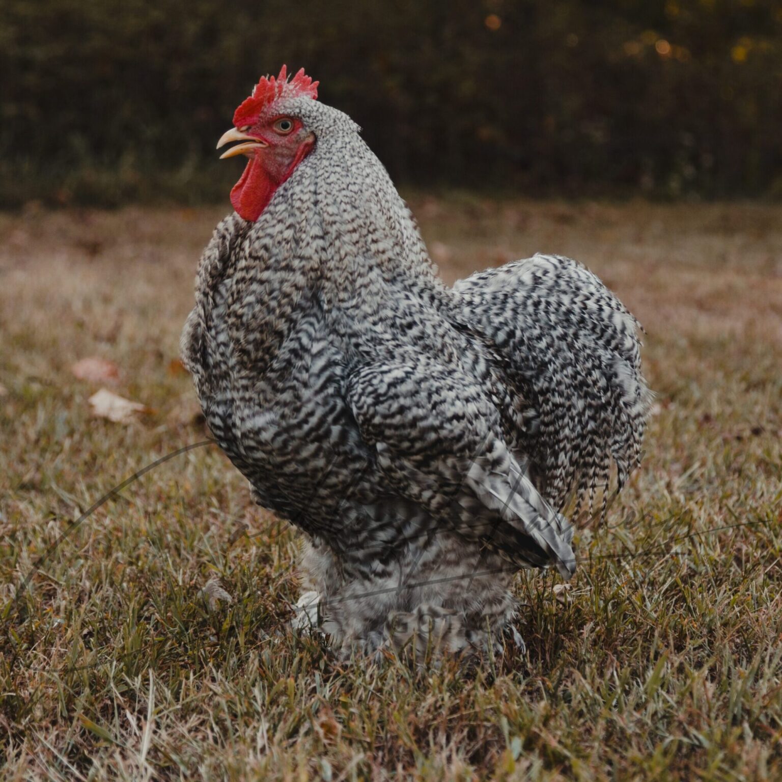 Barred Cochin - Standard Cochin Baby Chicks | Cackle Hatchery®