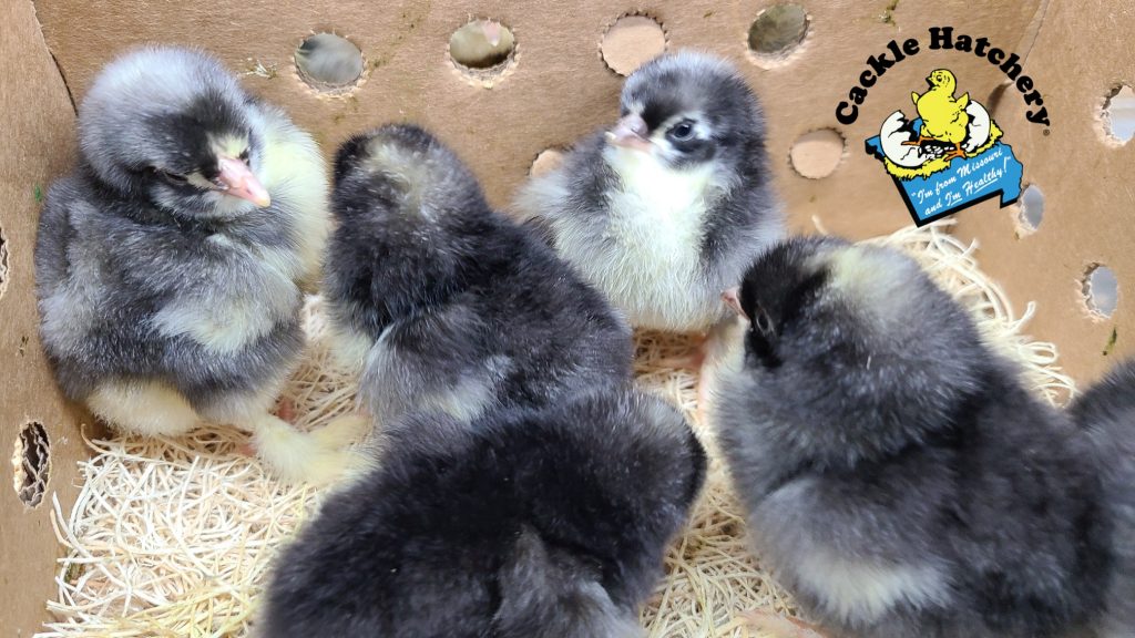 Barred Cochin - Standard Cochin Baby Chicks | Cackle Hatchery®