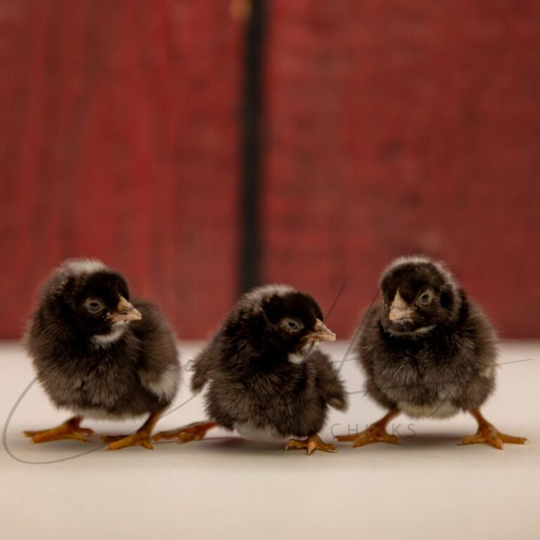 Barred Rock Bantam Chicks | Mini Barred Plymouth Rocks