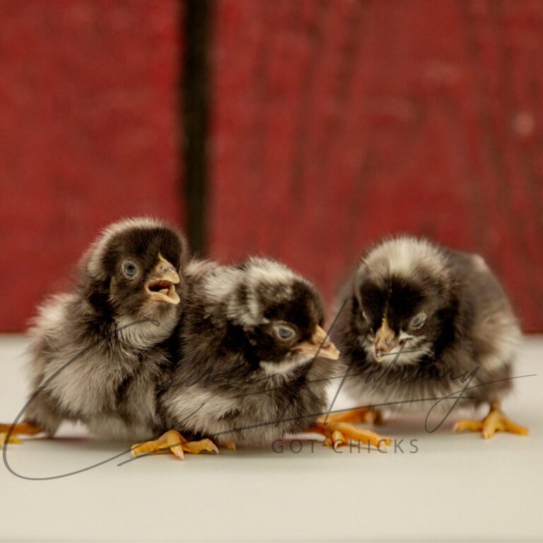 Barred Rock Bantam Chickens for Sale | Cackle Hatchery®
