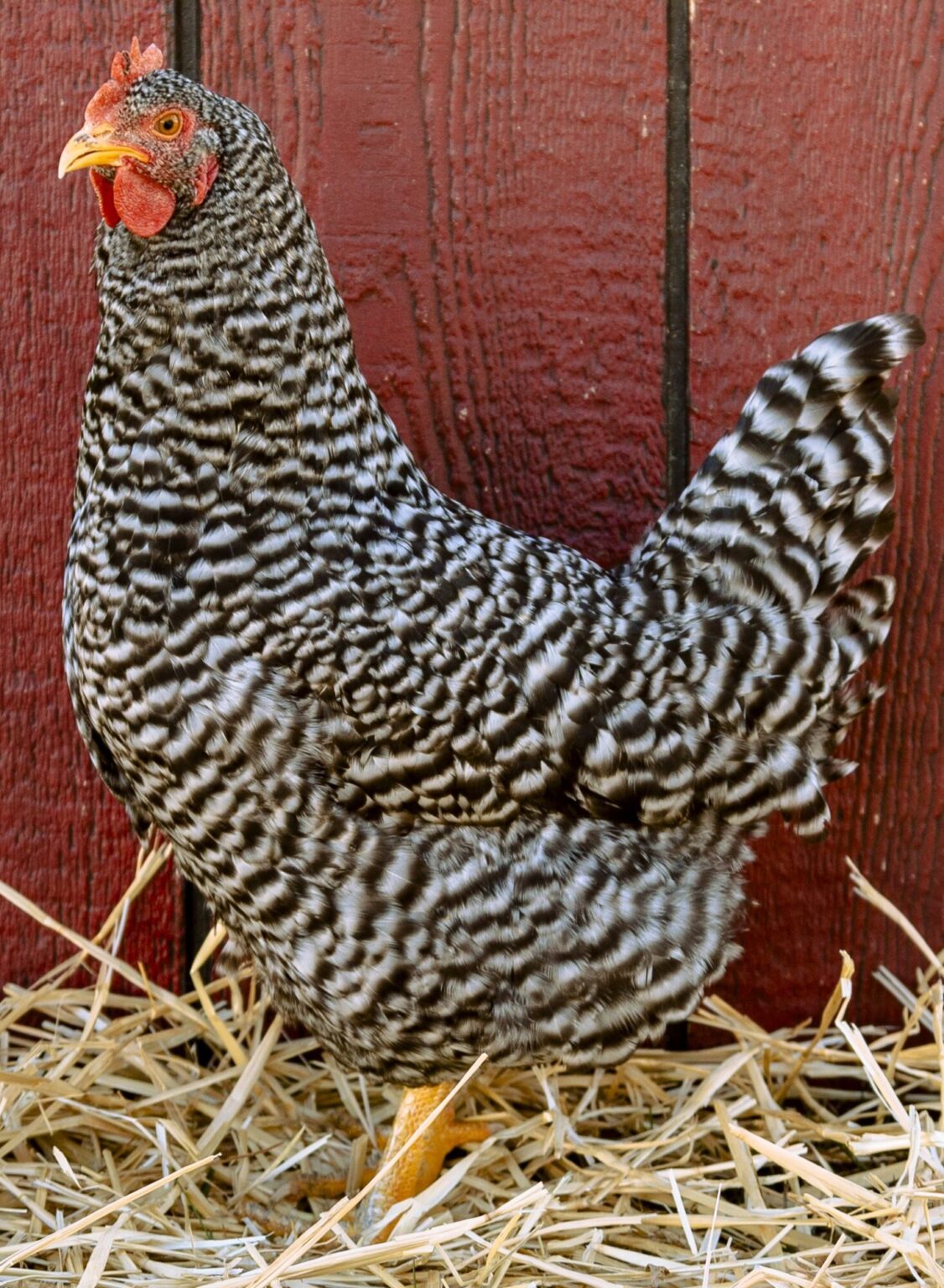 Barred Rock Chickens For Sale | Cackle Hatchery®