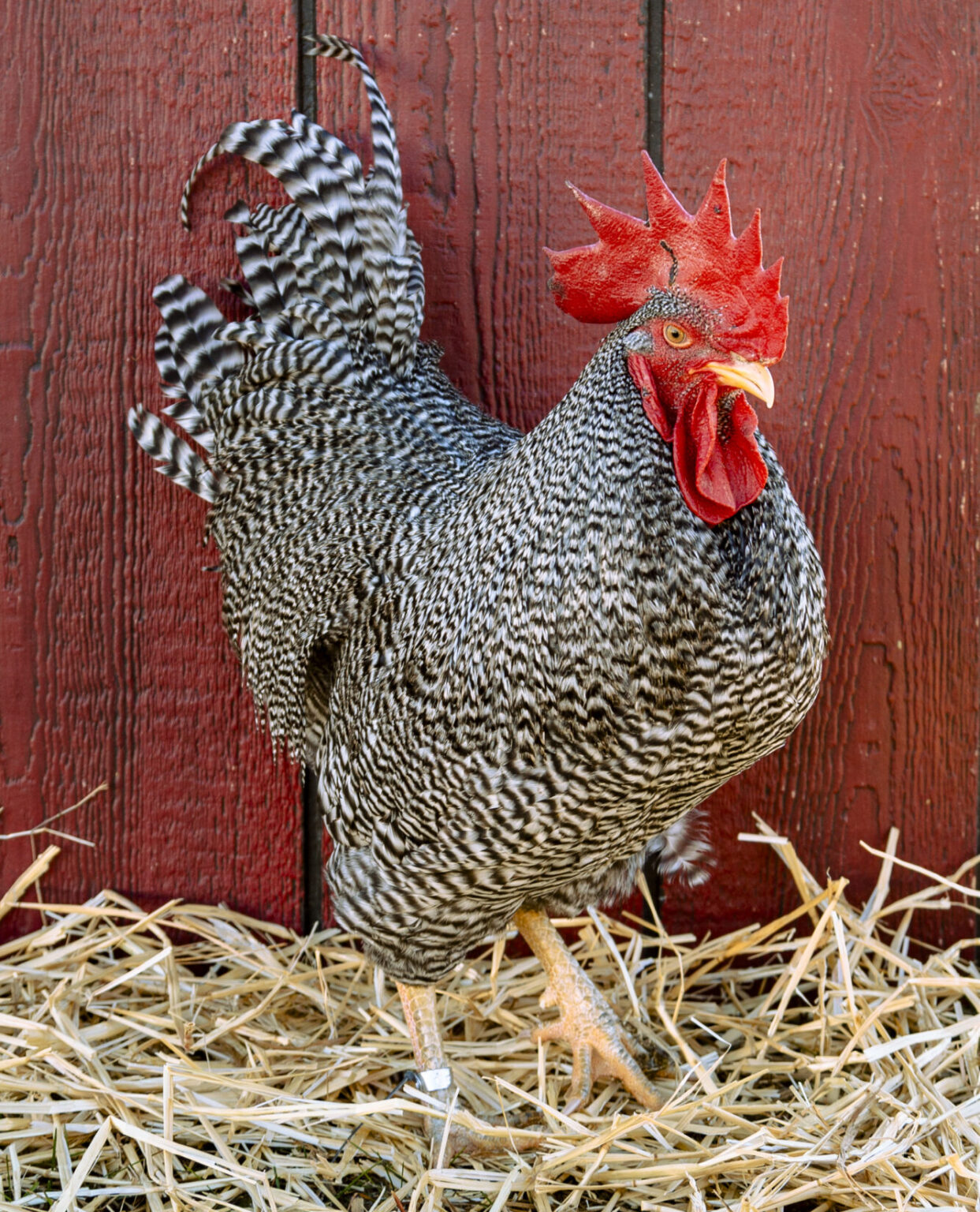 Barred Rock Chickens For Sale | Cackle Hatchery®