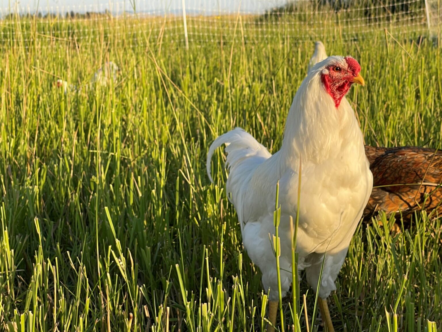 White Chantecler Breed Chicks for Sale | Cackle Hatchery®