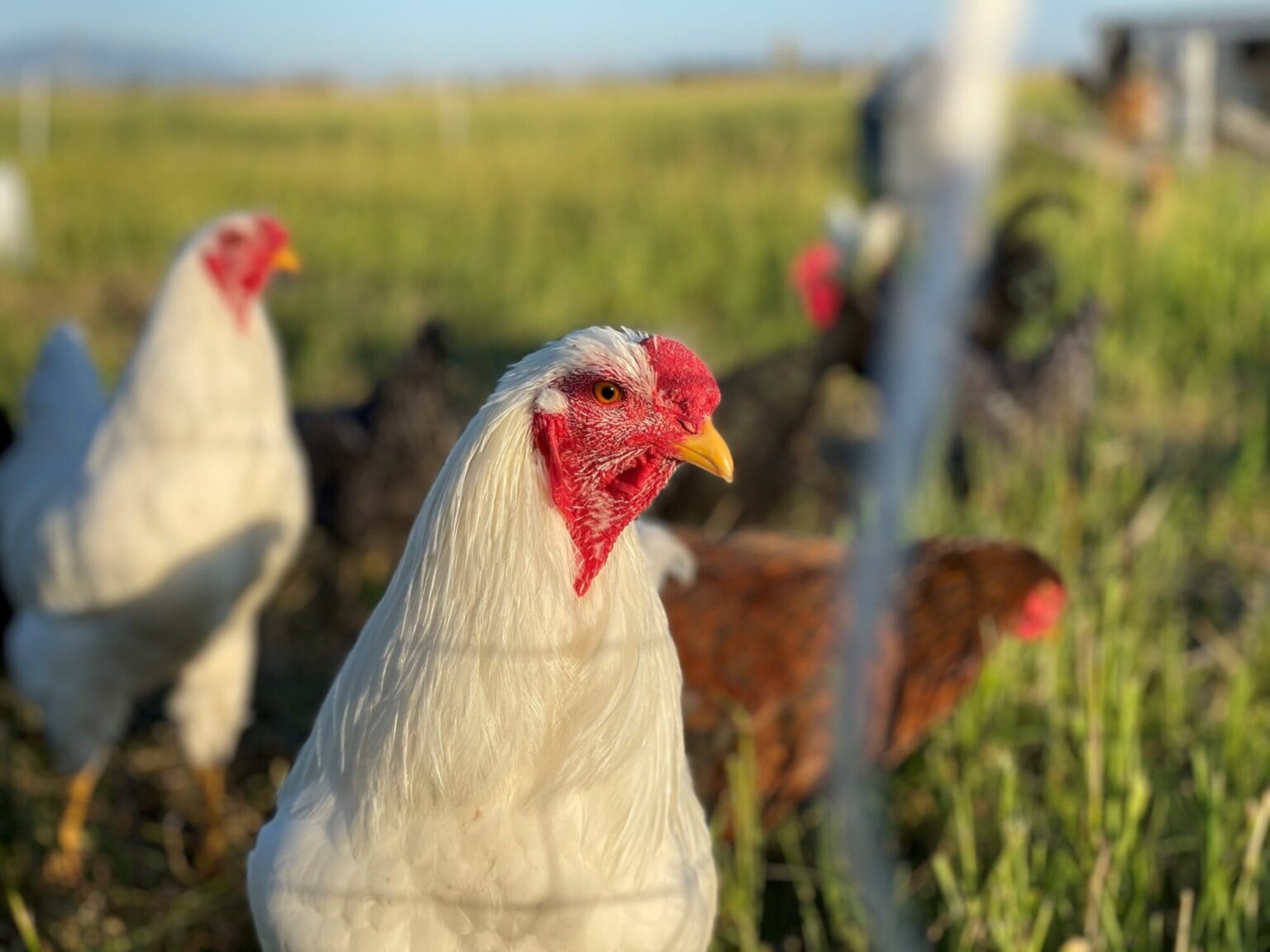 White Chantecler Breed Chicks for Sale | Cackle Hatchery®