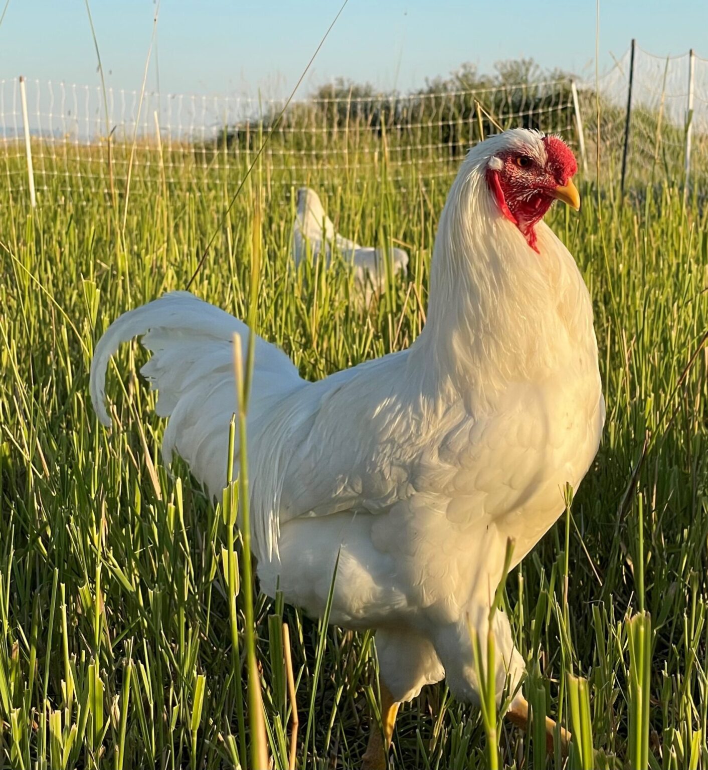 White Chantecler Breed Chicks for Sale | Cackle Hatchery®