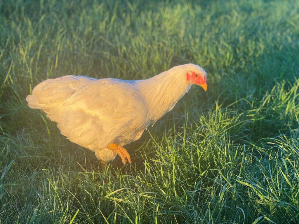 White Chantecler Breed Chicks for Sale | Cackle Hatchery®