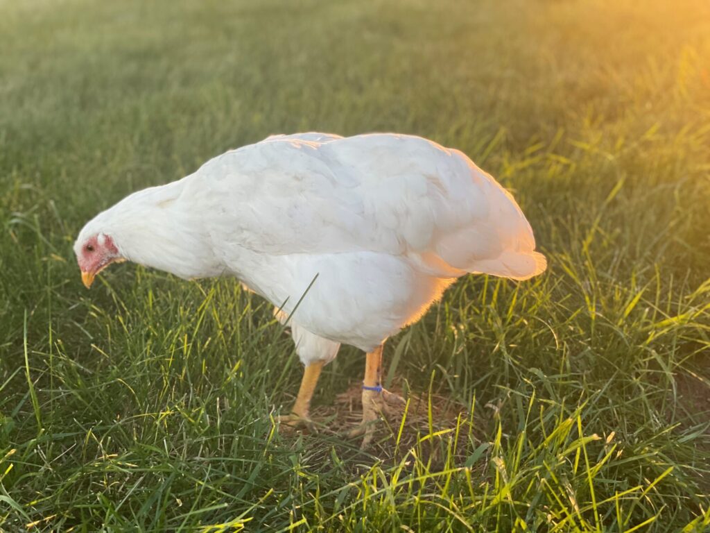 White Chantecler Breed Chicks for Sale | Cackle Hatchery®