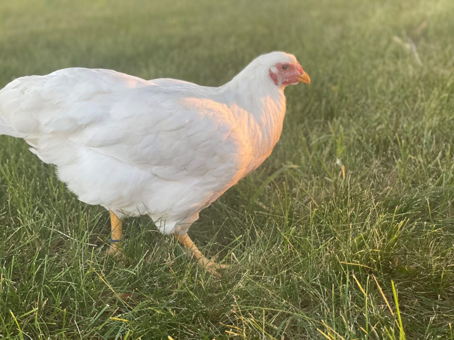 White Chantecler Breed Chicks for Sale | Cackle Hatchery®