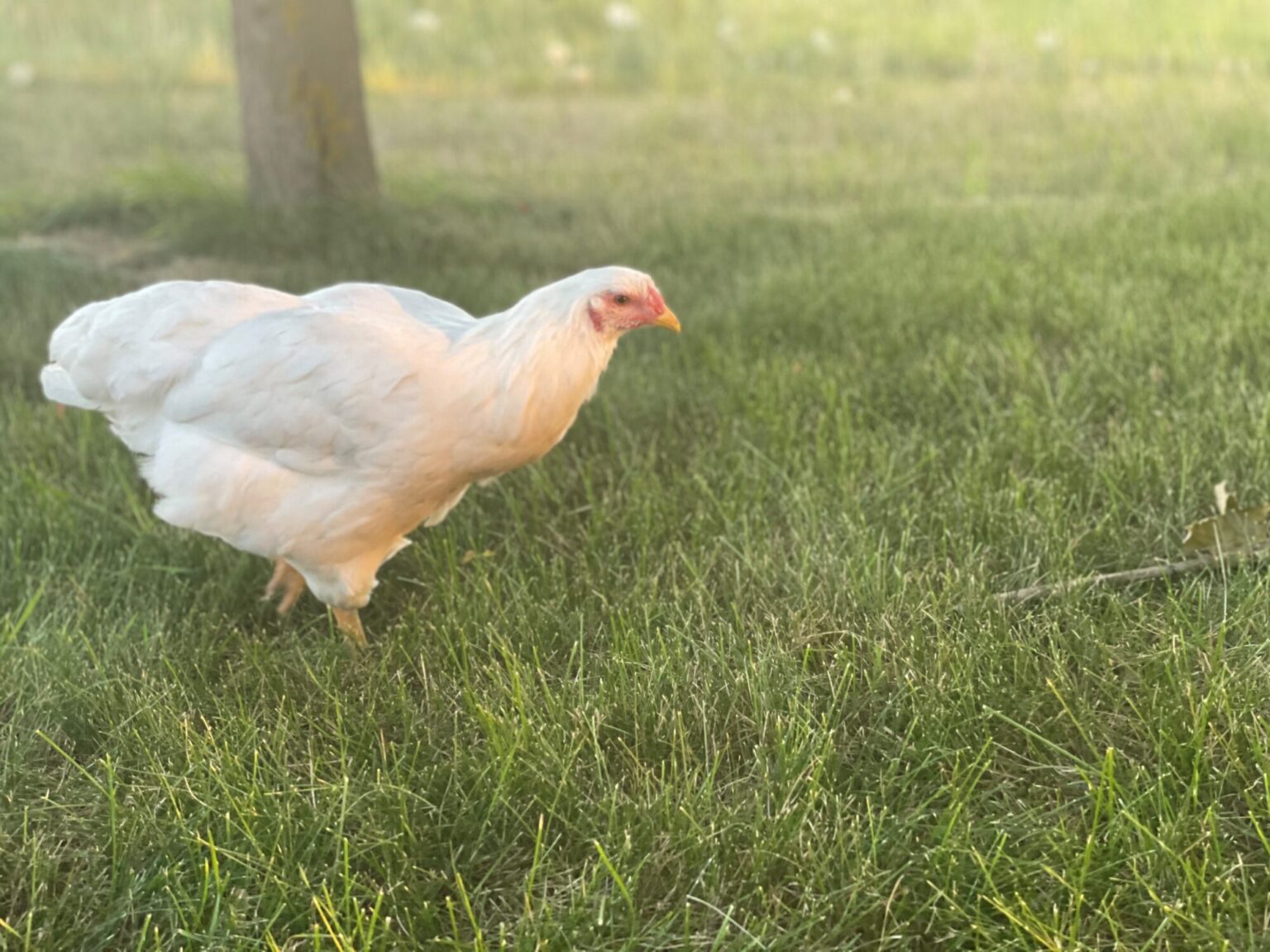 White Chantecler Breed Chicks for Sale | Cackle Hatchery®