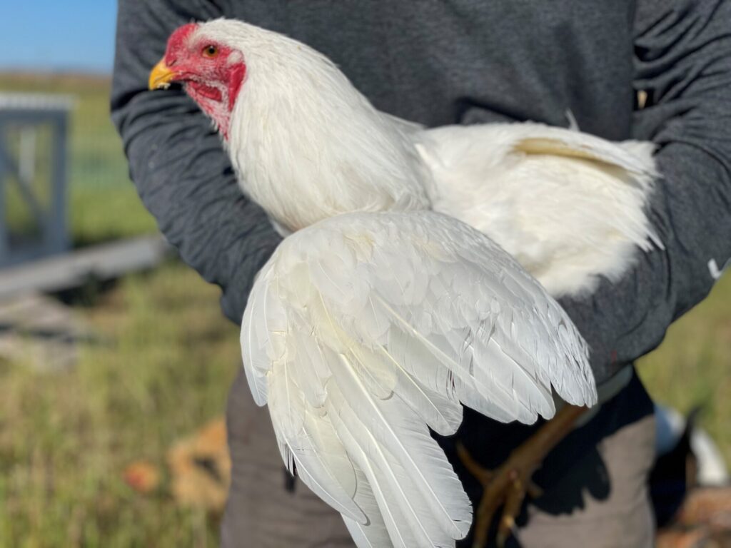 White Chantecler Breed Chicks for Sale | Cackle Hatchery®