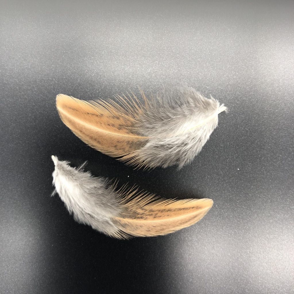 Black Breasted Red Phoenix Chicks for Sale | Cackle Hatchery®