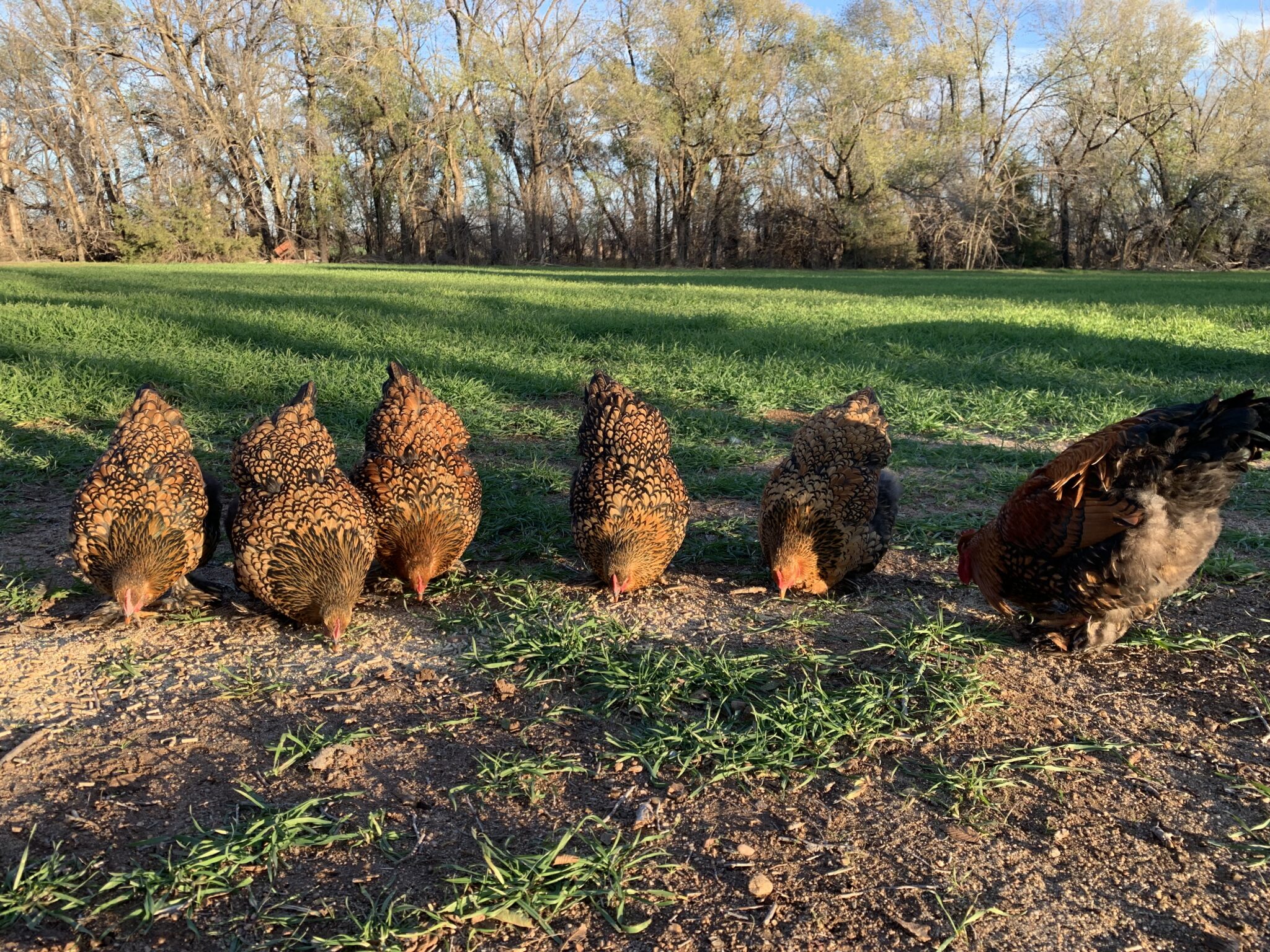 Golden Laced Cochin Standard - Baby Chicks | Cackle Hatchery®
