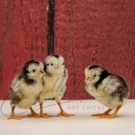 Birchen Cochin Bantam Chicks | Feather-Legged Bantams