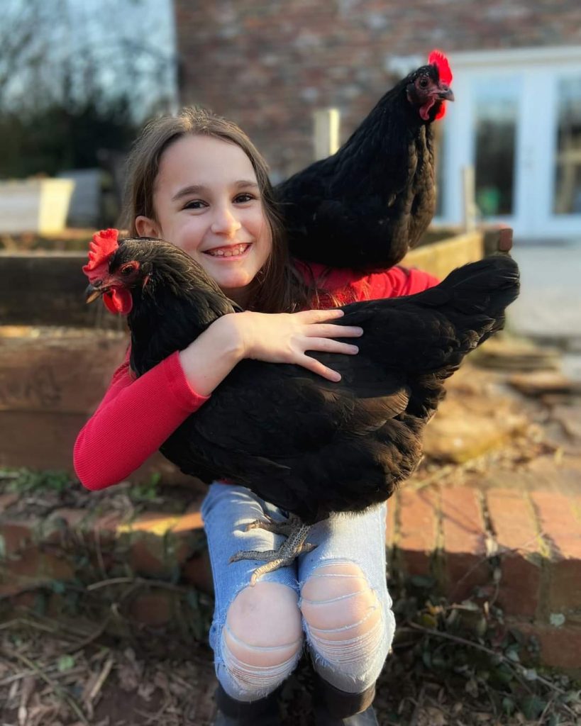 Black Australorp Chickens - Chicks for Sale Online | Cackle Hatchery®
