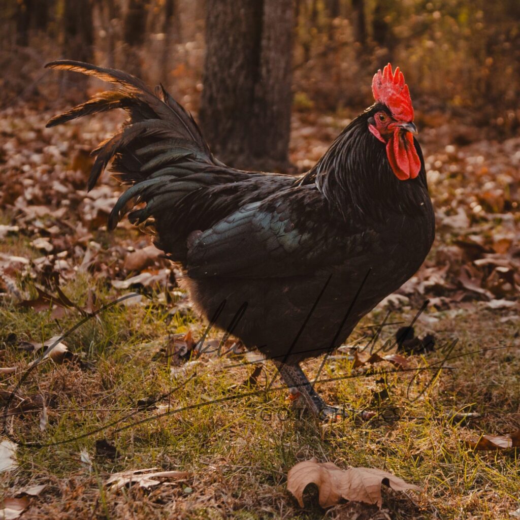 Cackle's Red Broilers - Meat/Broiler Chickens for Sale | Cackle Hatchery®