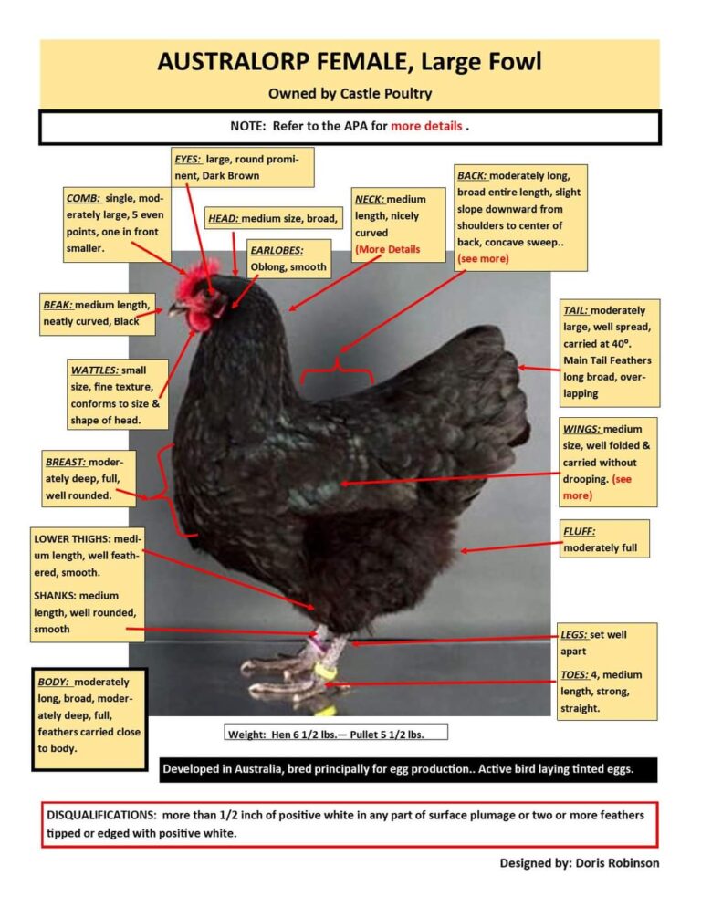 Black Australorp Chickens - Chicks for Sale Online | Cackle Hatchery®