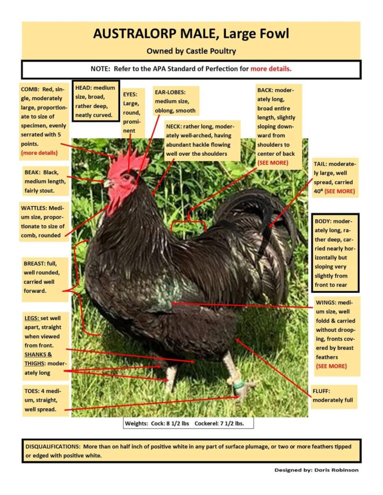 Black Australorp Chickens - Chicks for Sale Online | Cackle Hatchery®