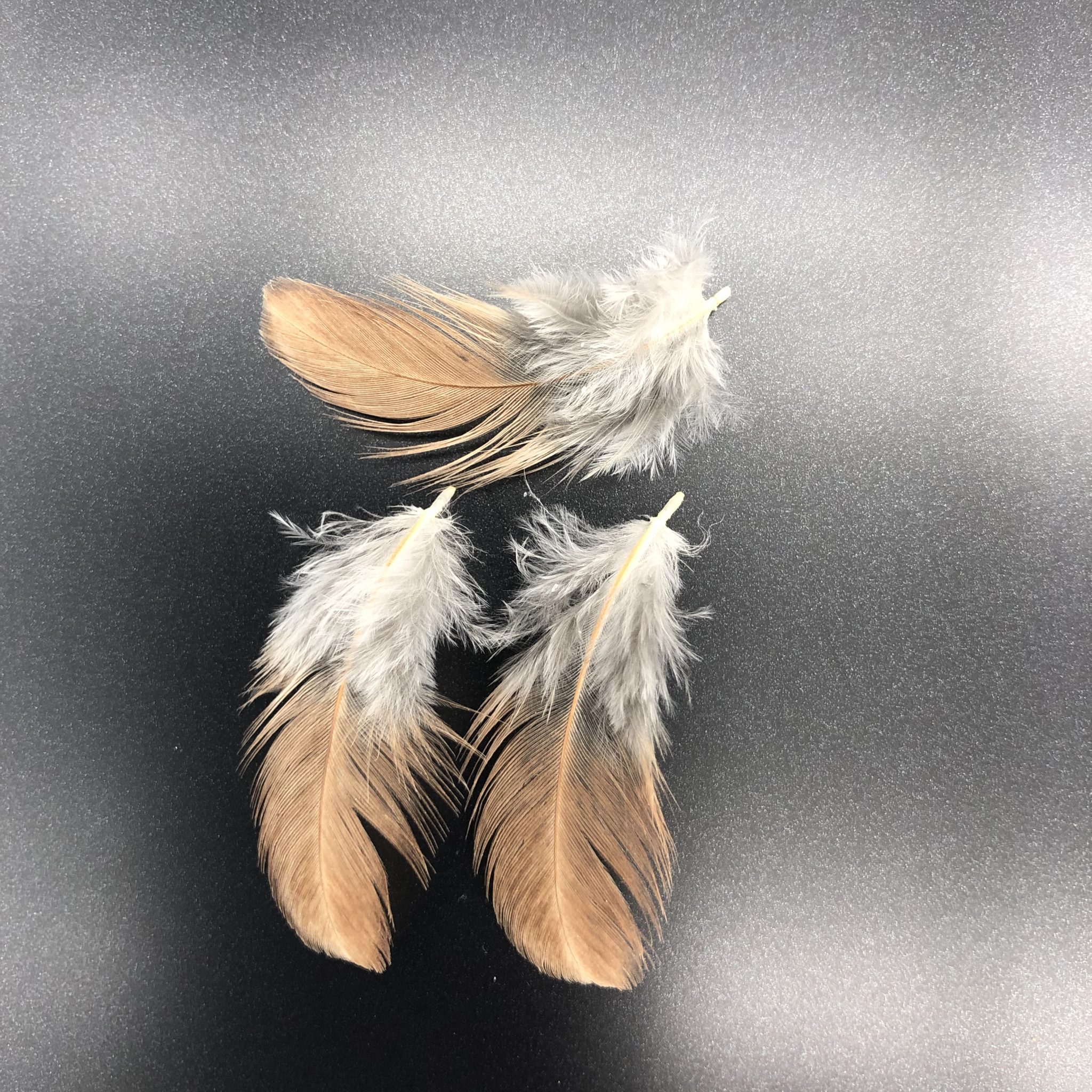 Black Breasted Red Aseel (Asil) Chickens | Cackle Hatchery®