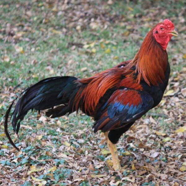Wheaten Aseel (Asil) Chickens for Sale | Cackle Hatchery®