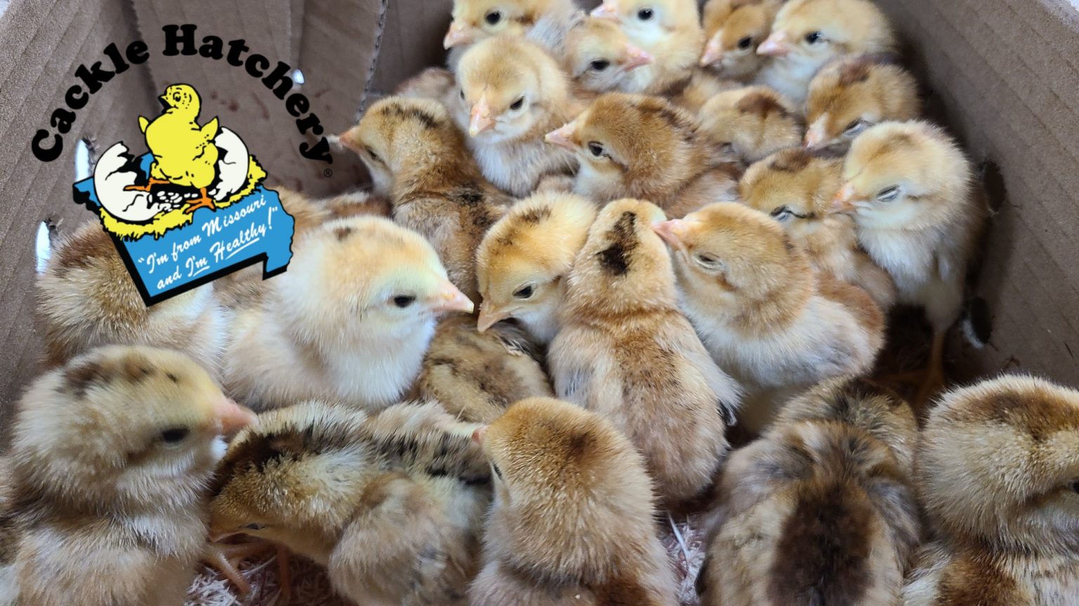 Black Breasted Red Aseel (Asil) Chickens | Cackle Hatchery®