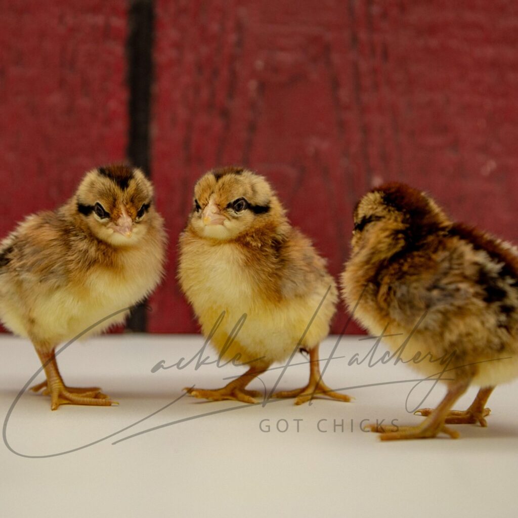 Black Breasted Red Phoenix Chicks for Sale | Cackle Hatchery®