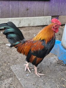 Black Breasted Red Phoenix Chicks for Sale | Cackle Hatchery®
