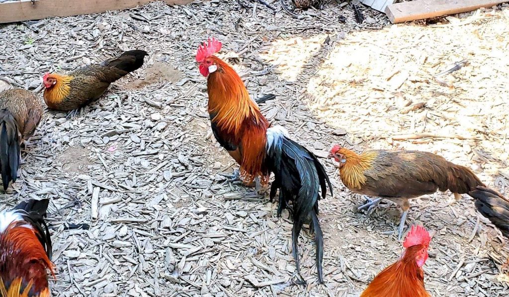 Black Breasted Red Phoenix Chicks for Sale | Cackle Hatchery®