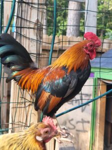 Black Breasted Red Phoenix Chicks for Sale | Cackle Hatchery®