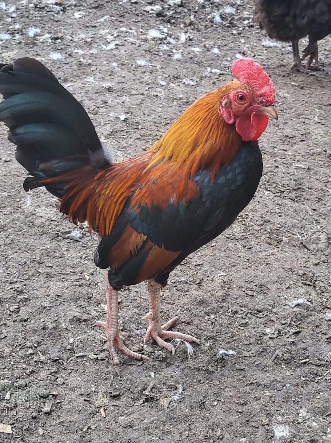 Black Breasted Red Phoenix Chicks for Sale | Cackle Hatchery®