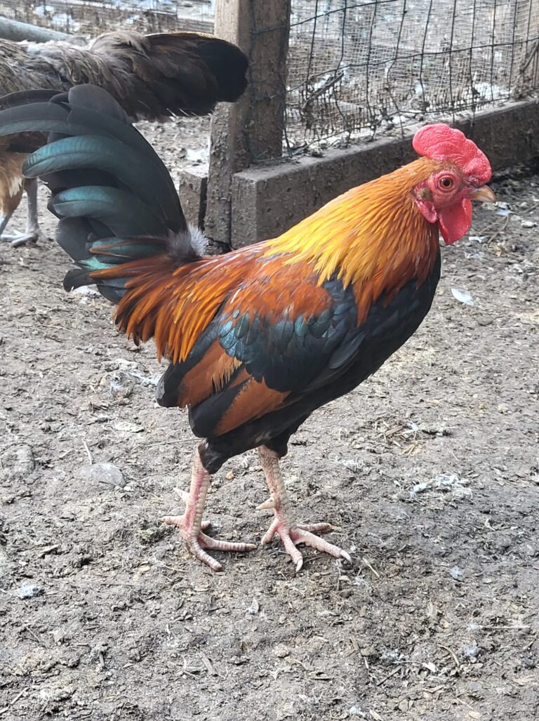 Black Breasted Red Phoenix Chicks for Sale | Cackle Hatchery®